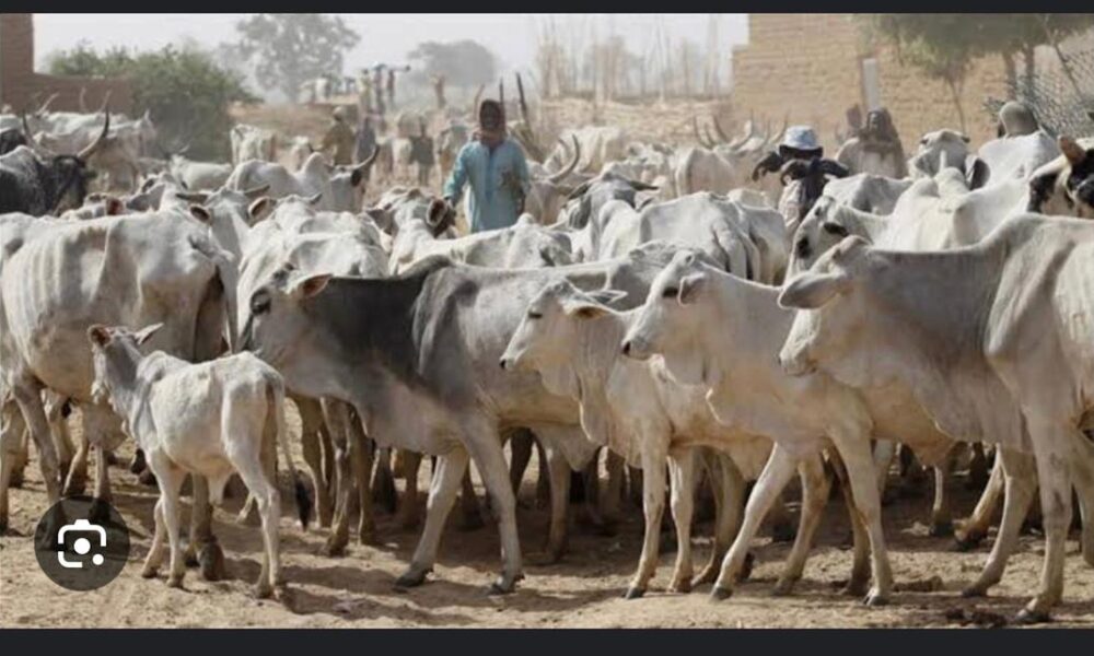 Benue Threatens Military Crackdown on Violators of Anti-Grazing Law ...